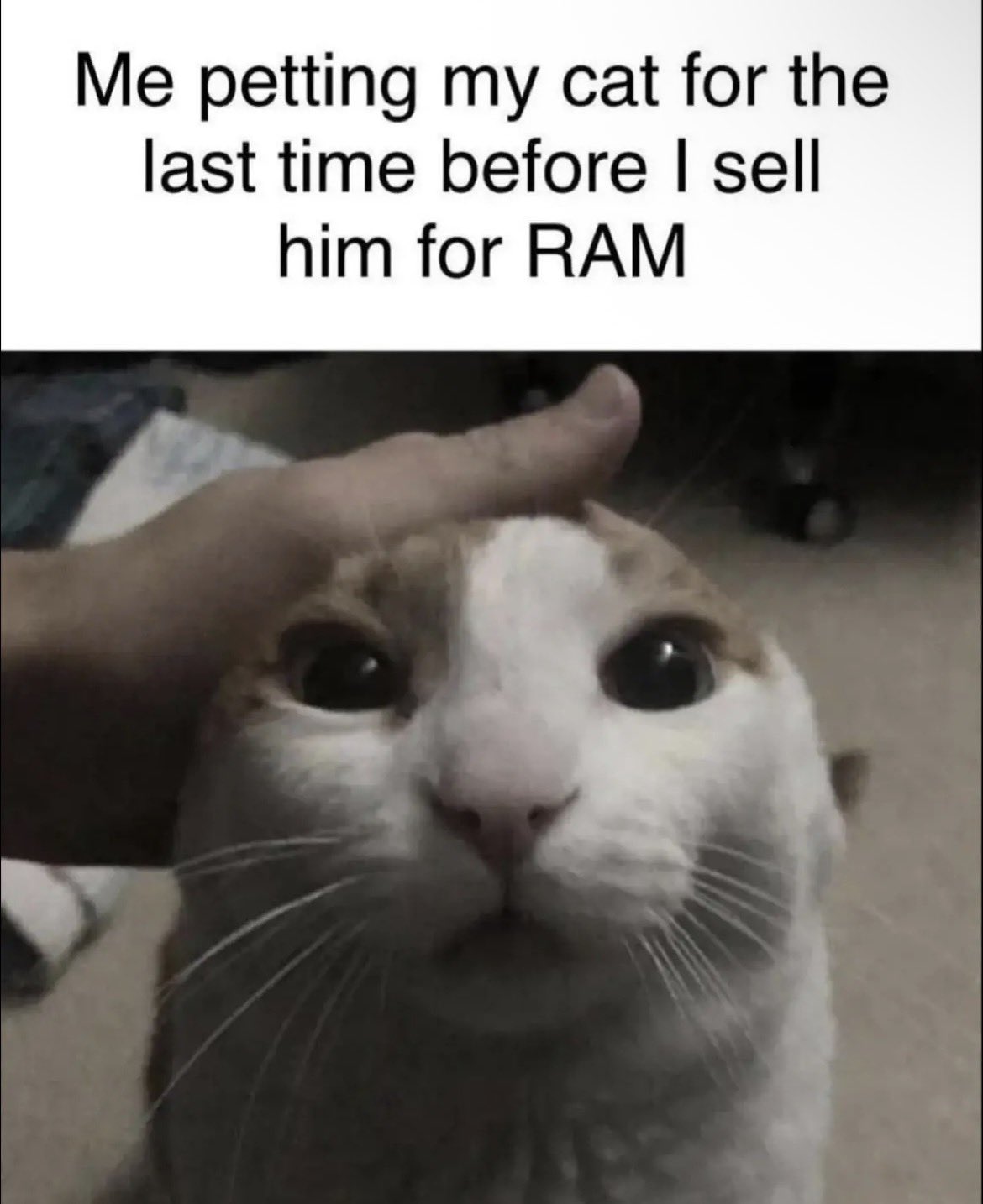 $RAM - RAM Prices Memecoin